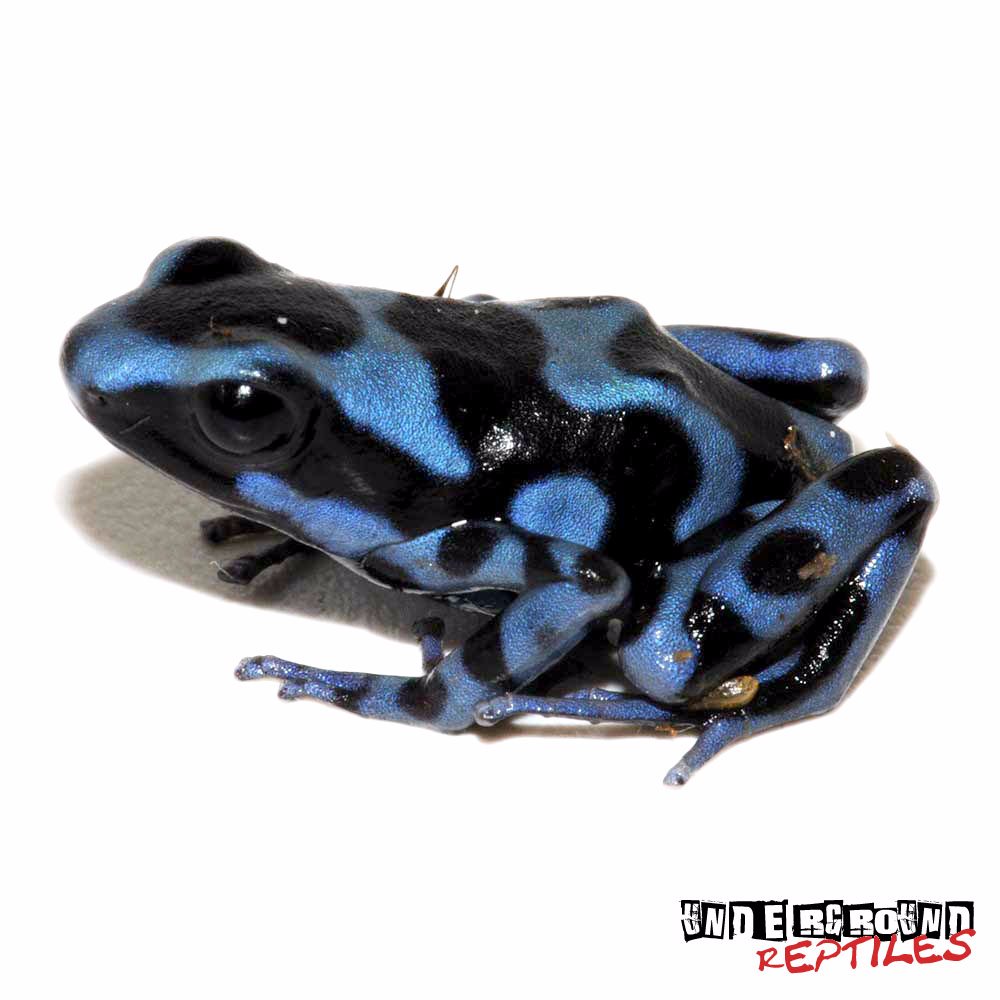 Amphibians Archives - UGR Wholesale