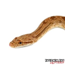 Corns/Kings/Milks/Ratsnakes Archives - UGR Wholesale