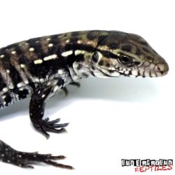 Monitors & Tegus Archives - UGR Wholesale