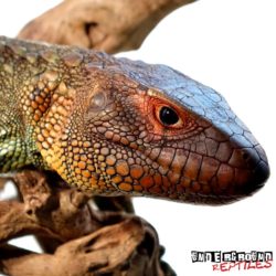 Monitors & Tegus Archives - UGR Wholesale