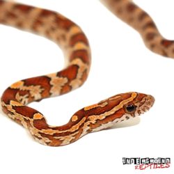 Corns/Kings/Milks/Ratsnakes Archives - UGR Wholesale