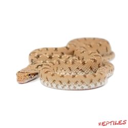 Corns/Kings/Milks/Ratsnakes Archives - UGR Wholesale