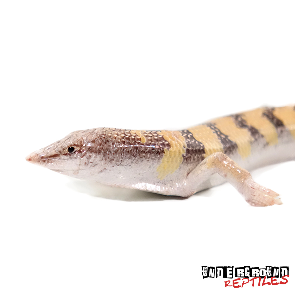 Other Lizards Archives - Page 2 of 2 - UGR Wholesale