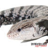 Other Lizards Archives - UGR Wholesale