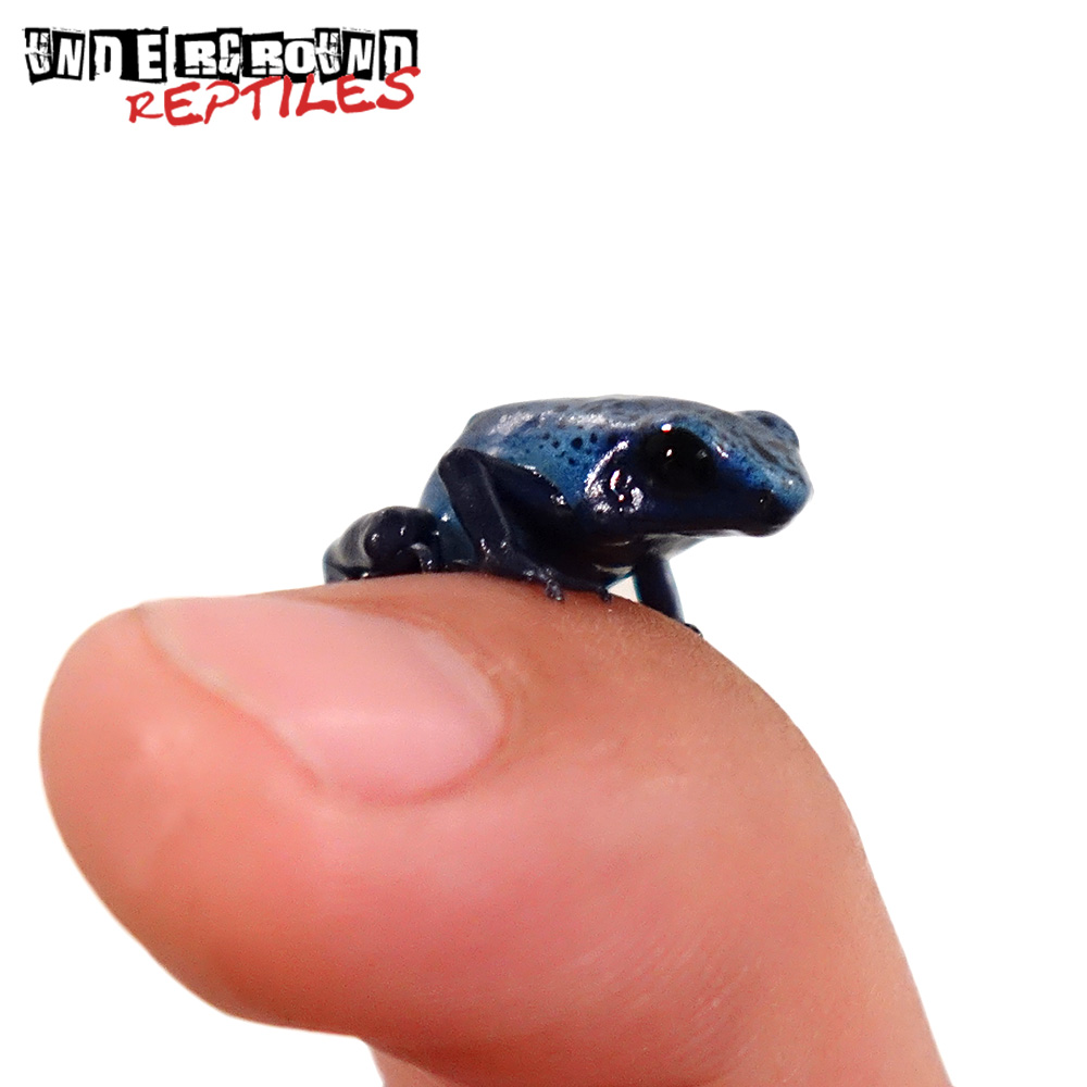 Amphibians Archives - UGR Wholesale