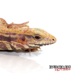 Monitors & Tegus Archives - UGR Wholesale