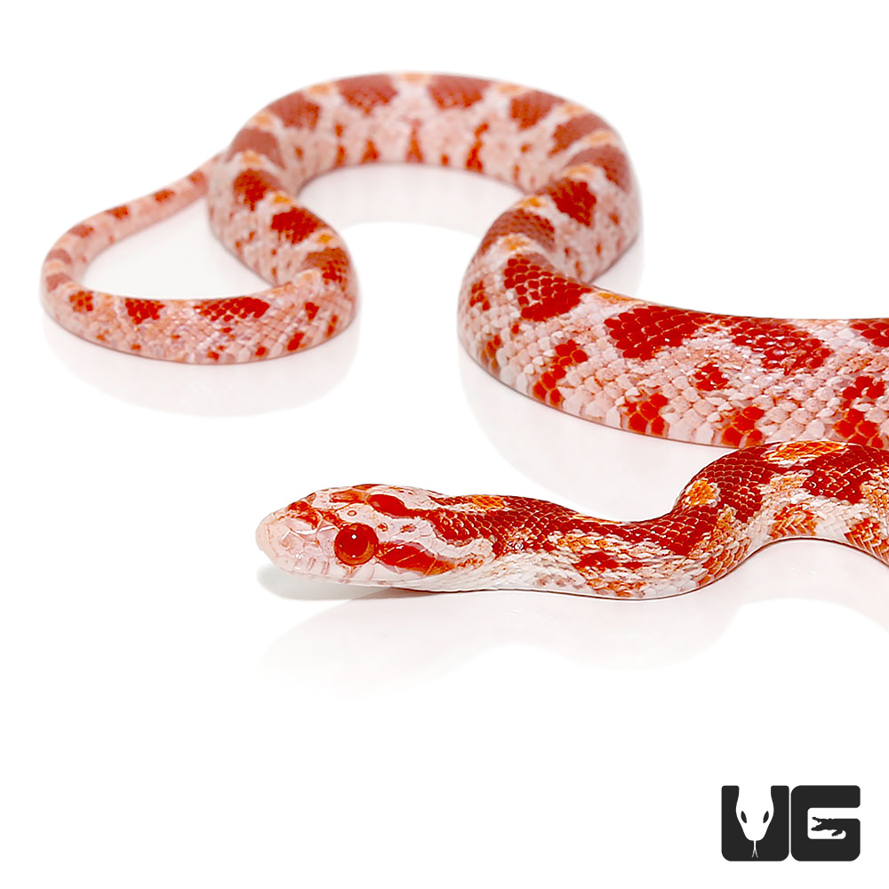 Corns/Kings/Milks/Ratsnakes Archives - UGR Wholesale