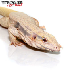 Monitors & Tegus Archives - UGR Wholesale