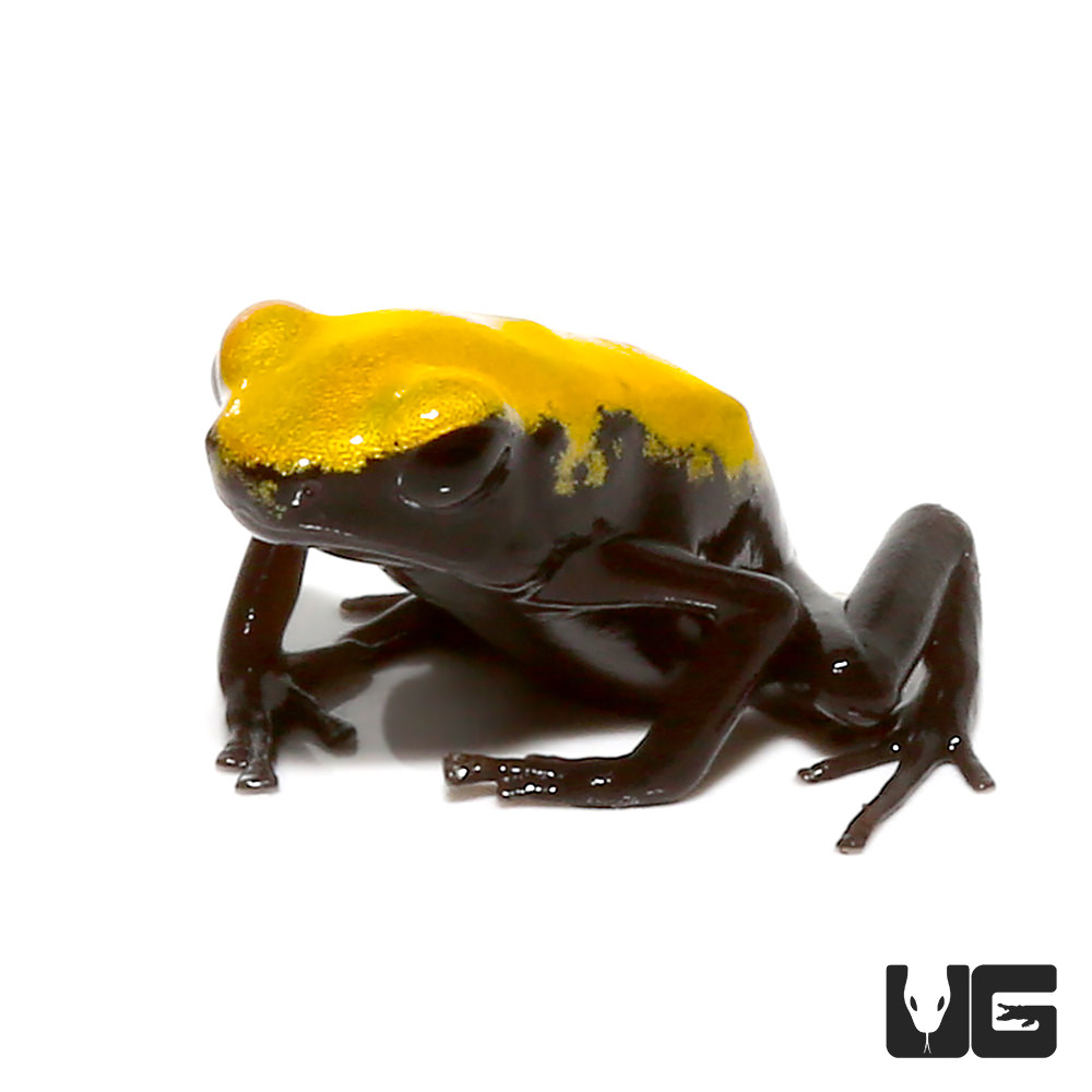 Amphibians Archives - UGR Wholesale
