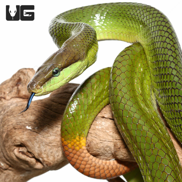 Corns/Kings/Milks/Ratsnakes Archives - UGR Wholesale