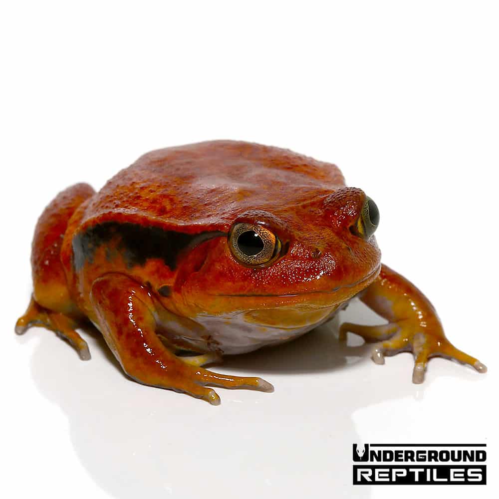 Tomato Frog - UGR Wholesale