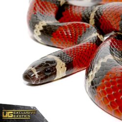 Corns/Kings/Milks/Ratsnakes Archives - UGR Wholesale