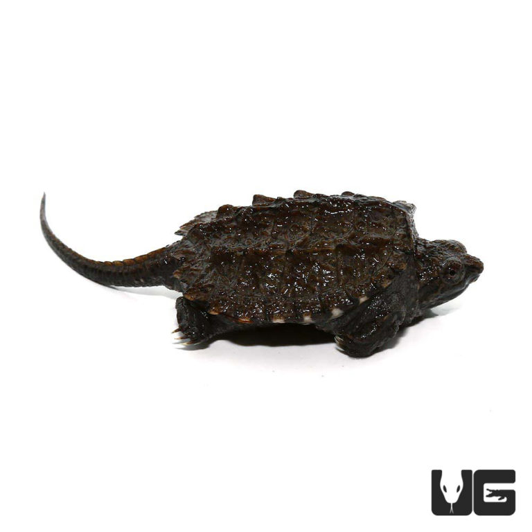 Baby Red Ear Slider Turtle - UGR Wholesale