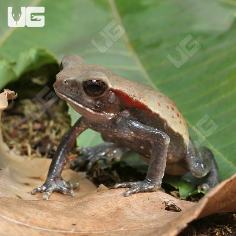 Amphibians Archives - UGR Wholesale