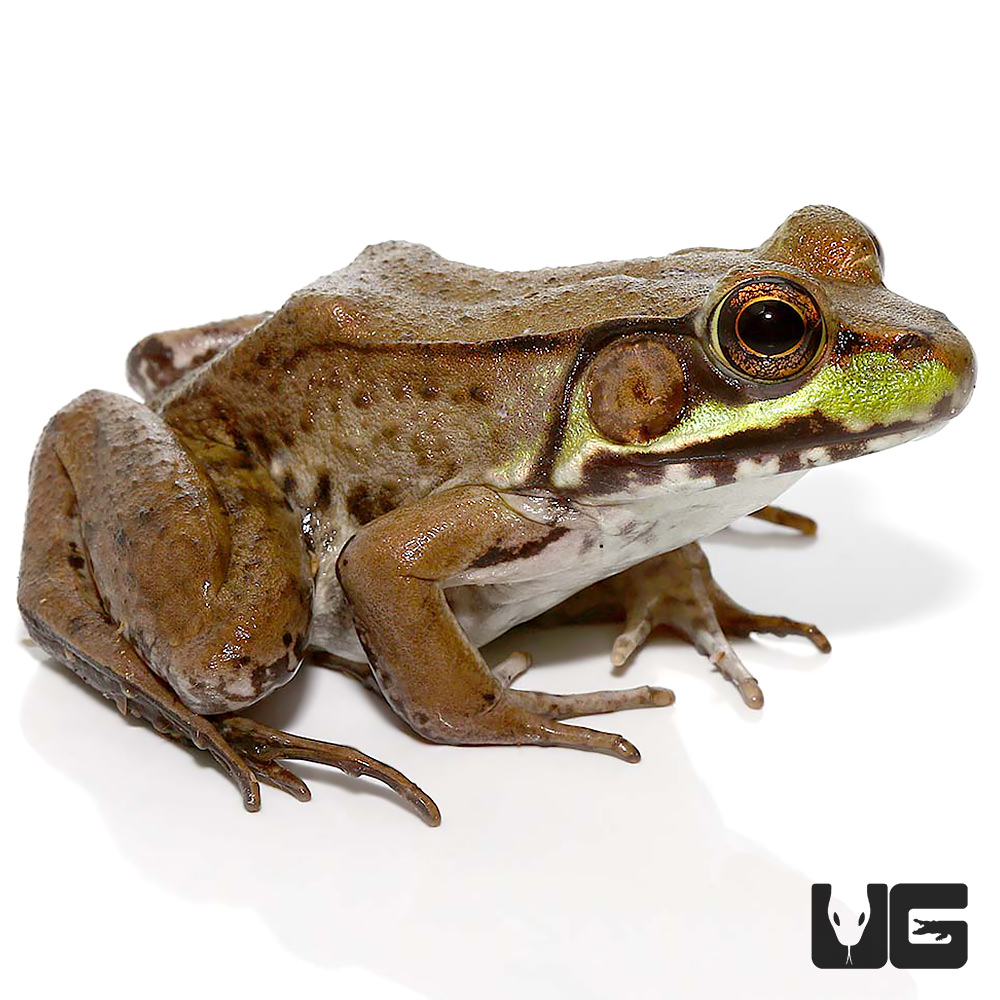 Wholesale Reptiles, Amphibians, Inverts & More - UGR Wholesale