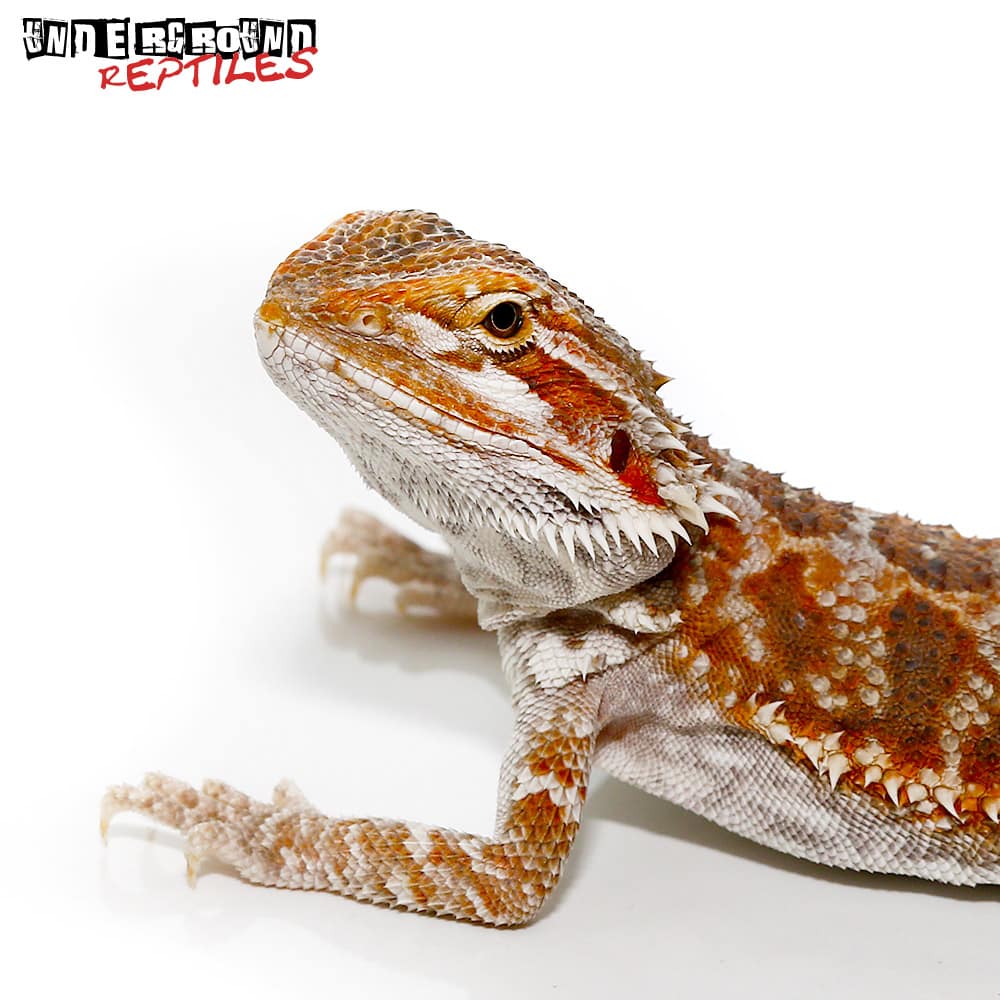 Bearded Dragons Archives - UGR Wholesale