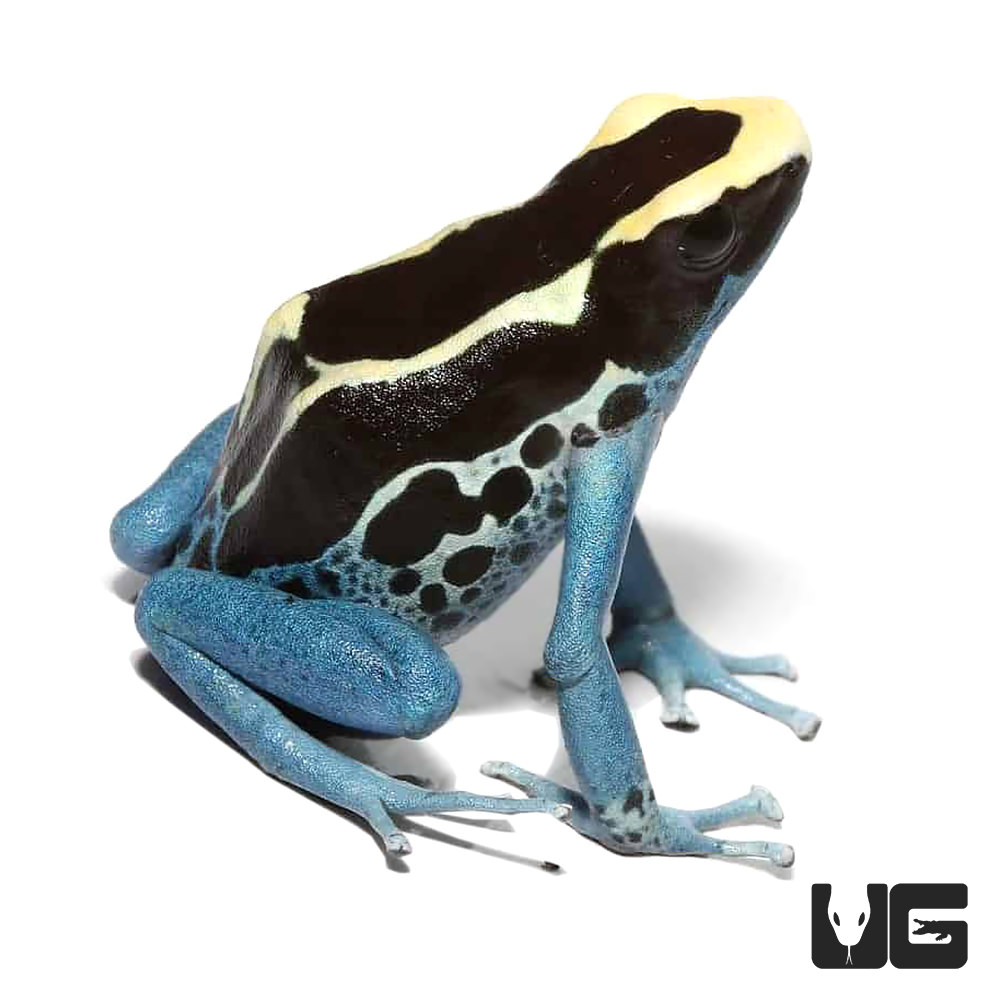 Amphibians Archives - UGR Wholesale
