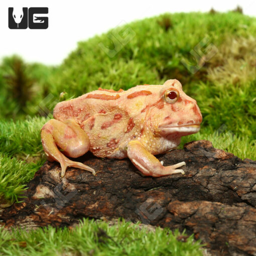 Amphibians Archives - UGR Wholesale