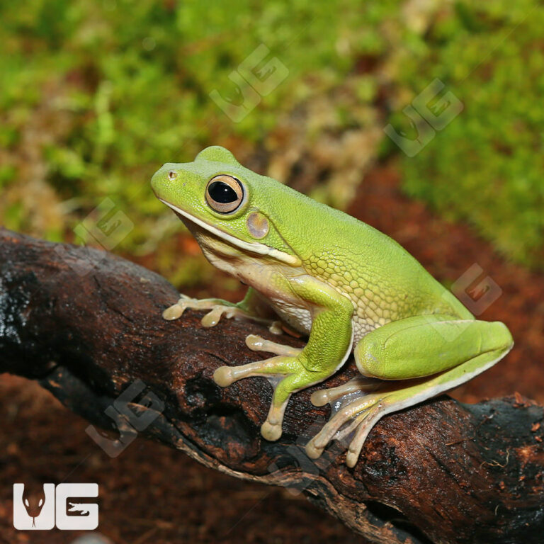 Amphibians Archives - UGR Wholesale