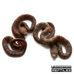 Venomous Archives - UGR Wholesale