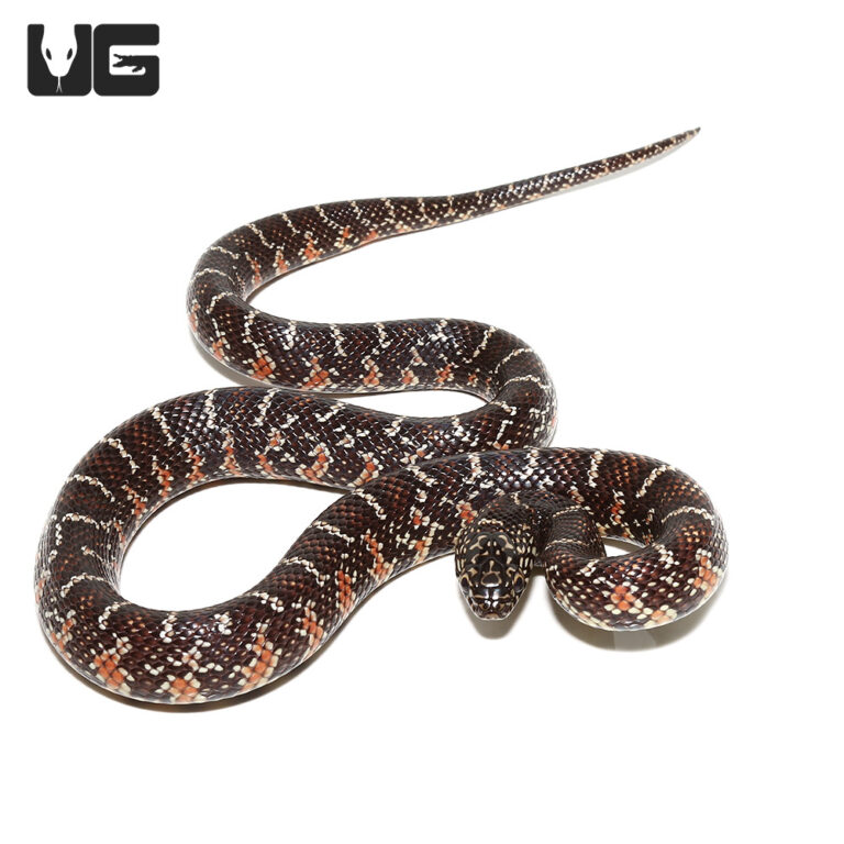 Corns/Kings/Milks/Ratsnakes Archives - UGR Wholesale