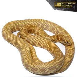 Corns/Kings/Milks/Ratsnakes Archives - UGR Wholesale