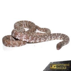 Corns/Kings/Milks/Ratsnakes Archives - UGR Wholesale