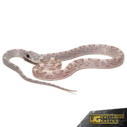 Corns/Kings/Milks/Ratsnakes Archives - UGR Wholesale