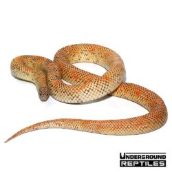 Corns/Kings/Milks/Ratsnakes Archives - UGR Wholesale