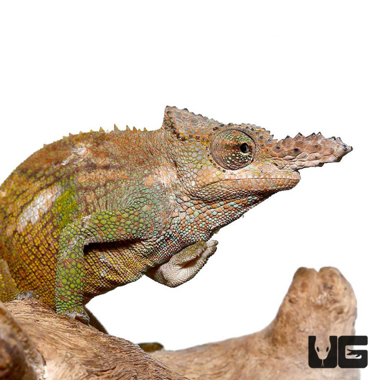 Wholesale Reptiles, Amphibians, Inverts & More - UGR Wholesale