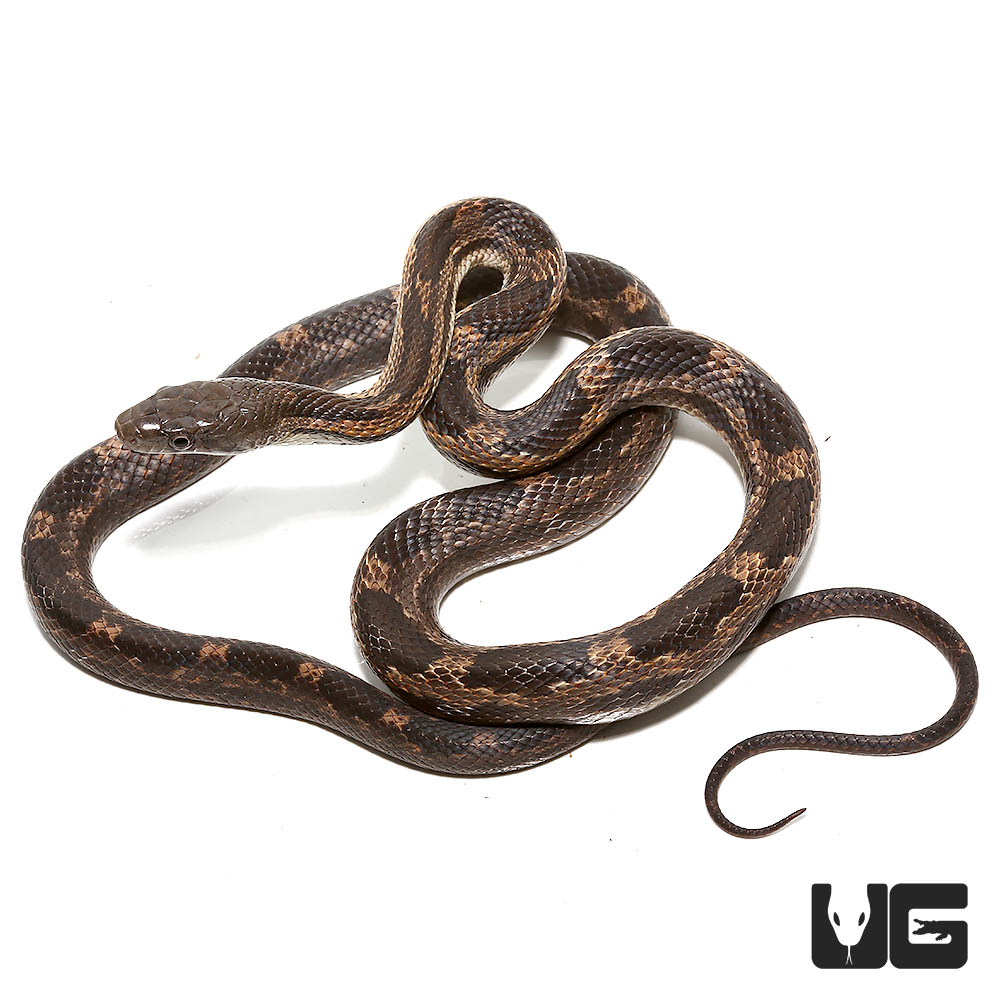 Corns/Kings/Milks/Ratsnakes Archives - UGR Wholesale