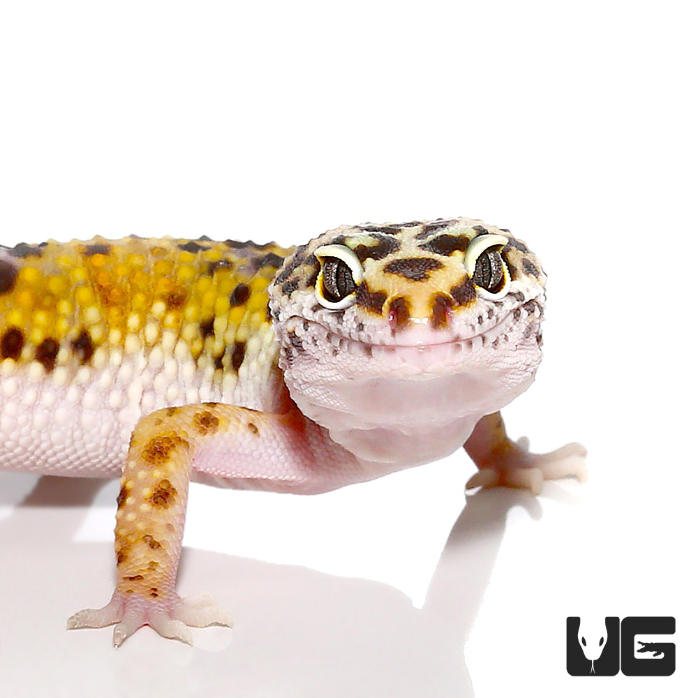 Leopard Geckos Archives - UGR Wholesale