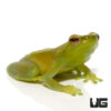 Amphibians Archives - UGR Wholesale