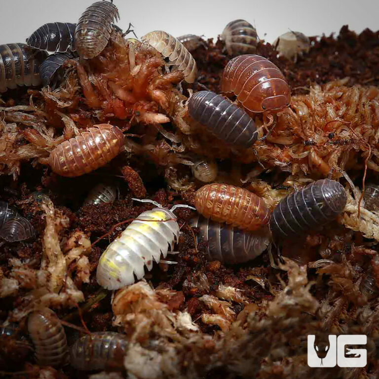 Wholesale Isopods For Sale - UGR Wholesale