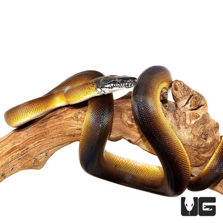 Quick Order - UGR Wholesale