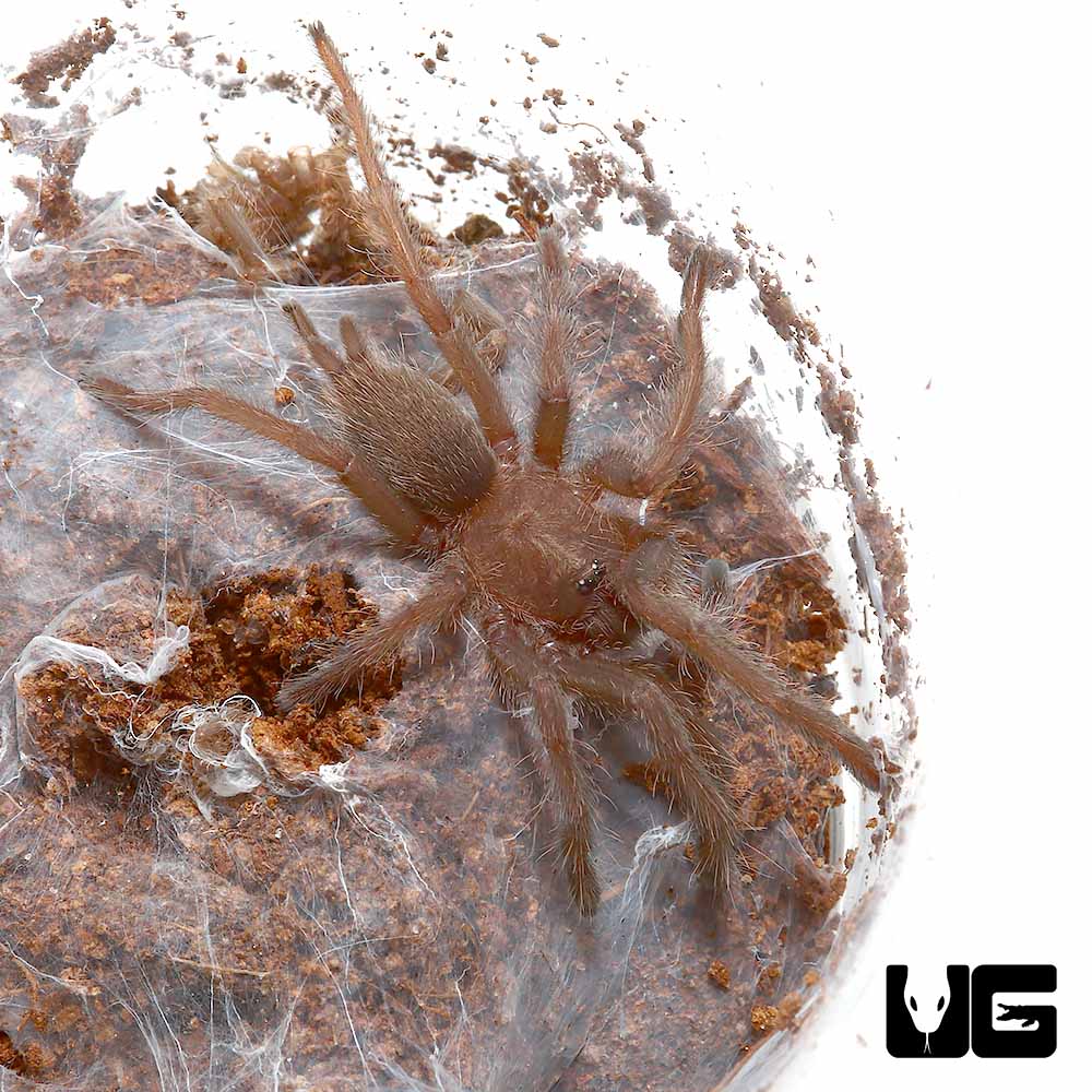 Inverts Archives - UGR Wholesale