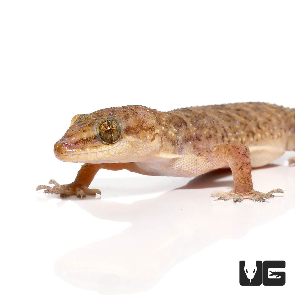 Geckos Archives - UGR Wholesale