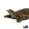 Turtles Archives - UGR Wholesale