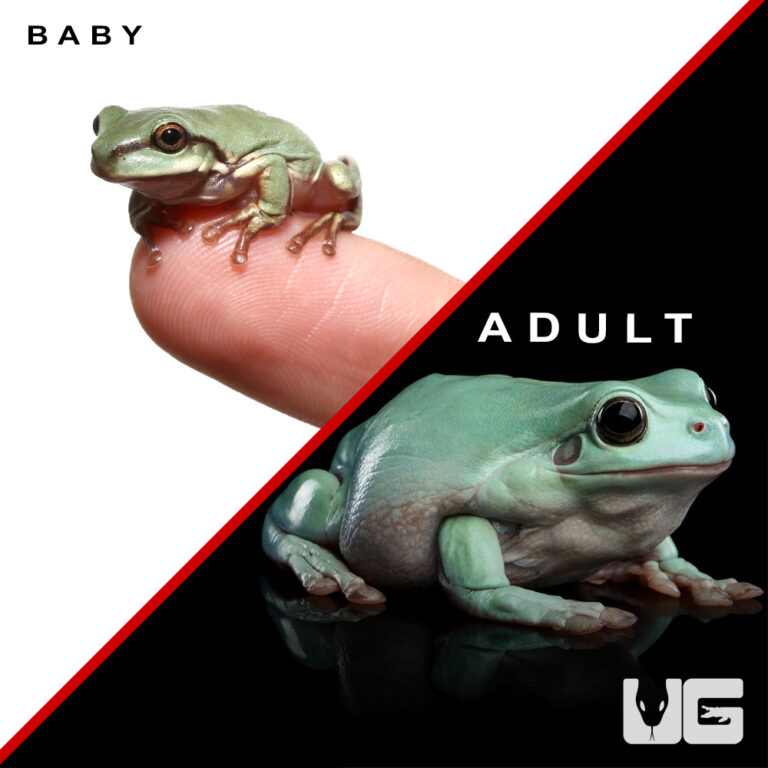 Amphibians Archives - UGR Wholesale