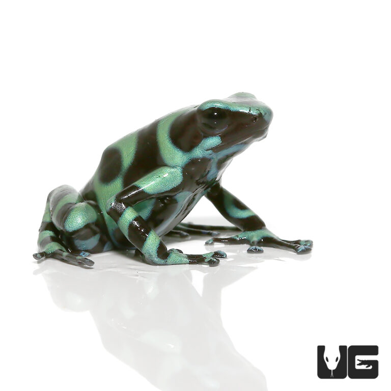 Amphibians Archives - UGR Wholesale