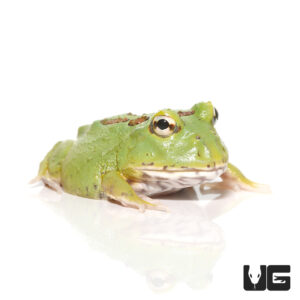 Wholesale Reptiles, Amphibians, Inverts & More - UGR Wholesale