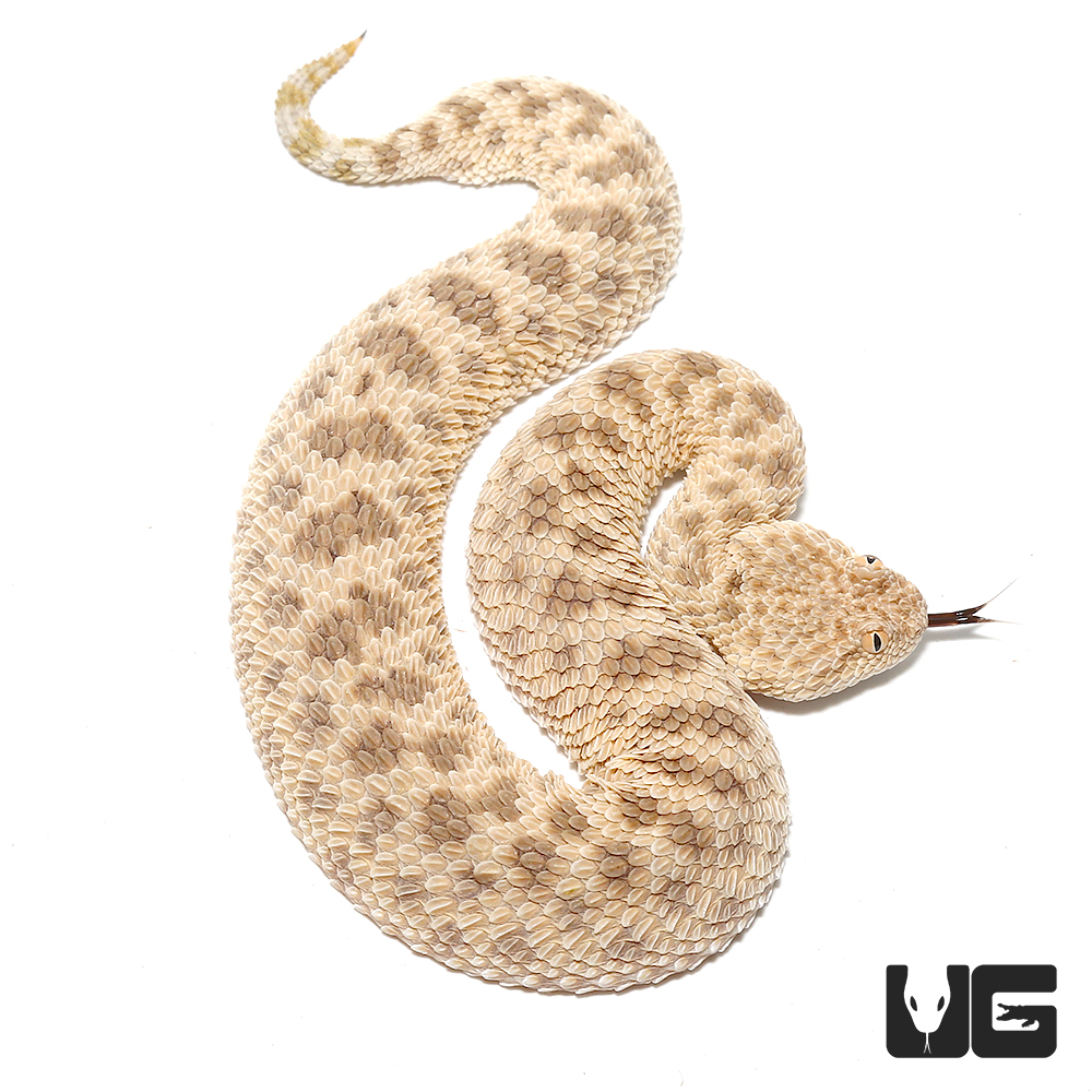 Venomous Archives - UGR Wholesale