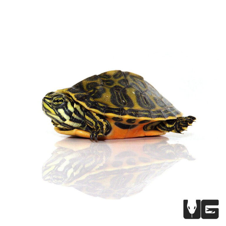 Baby Red Ear Slider Turtle - UGR Wholesale