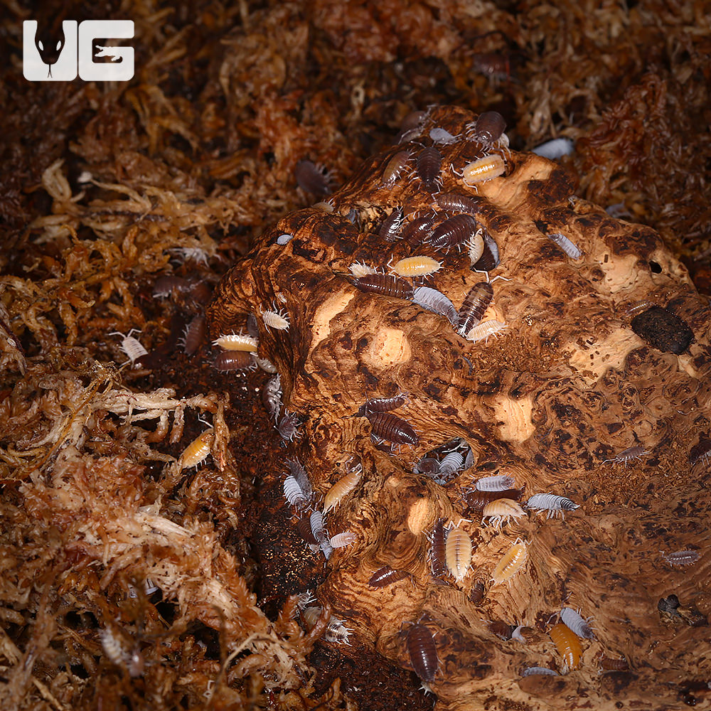 Wholesale Isopods For Sale - UGR Wholesale
