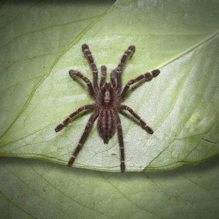 Products Archive - UGR Wholesale