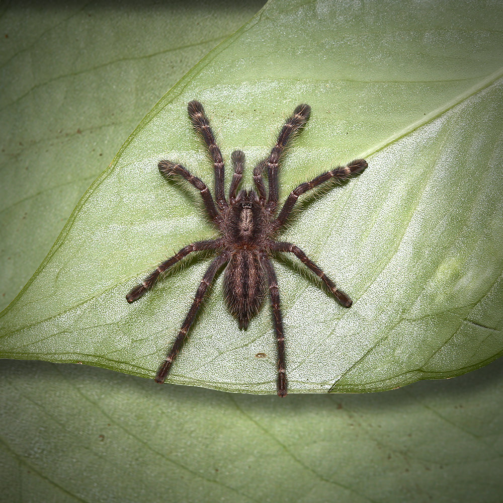 Products Archive - UGR Wholesale