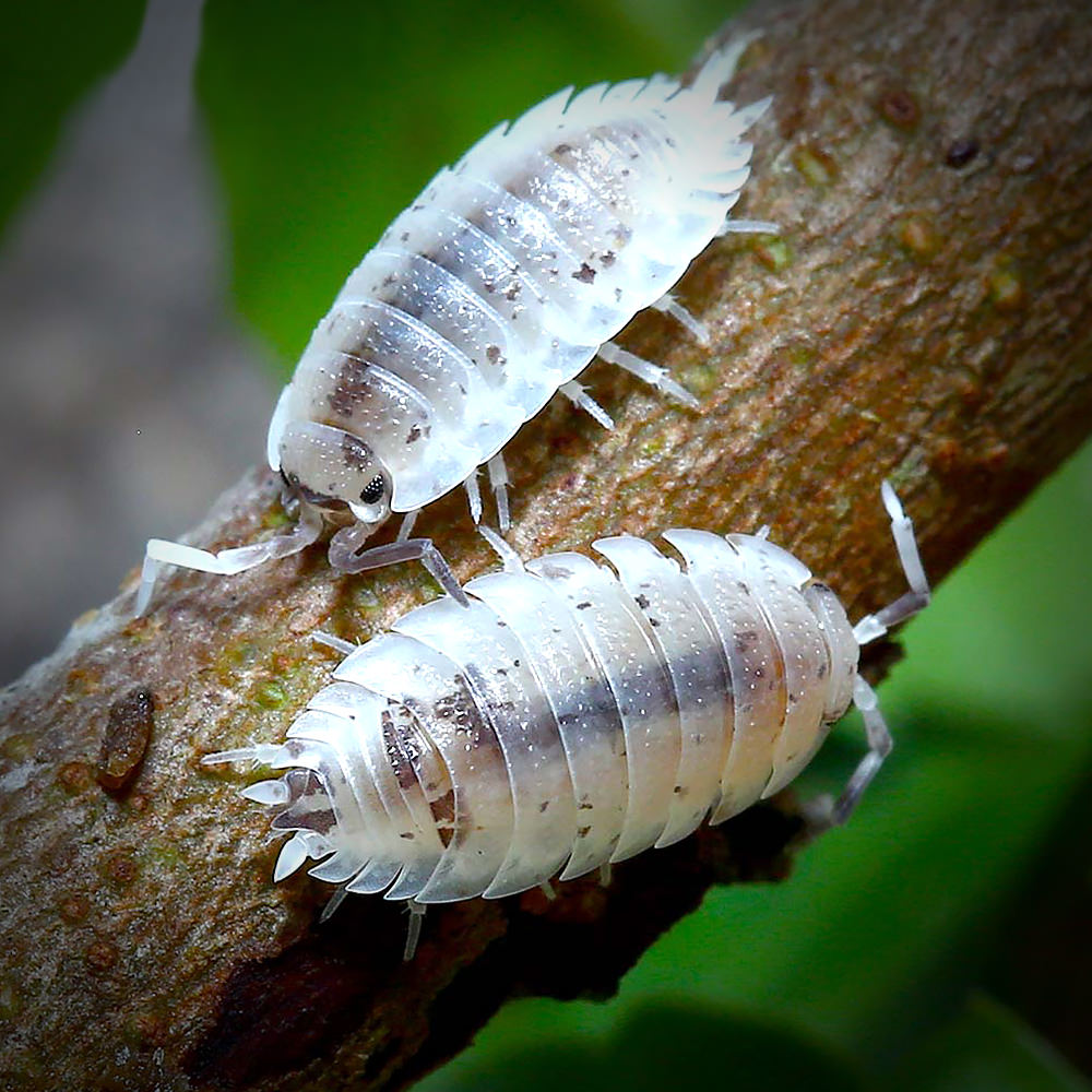 Products Archive - UGR Wholesale