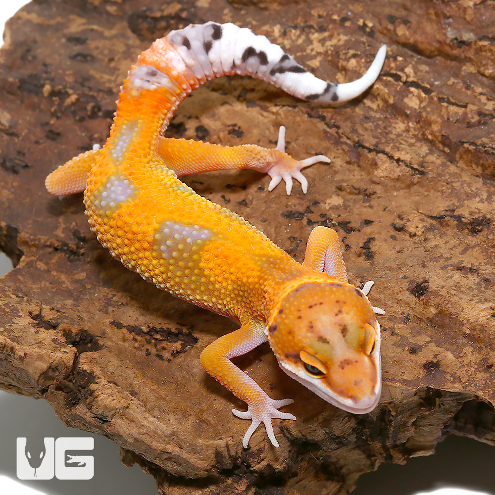 Leopard Geckos Archives - UGR Wholesale