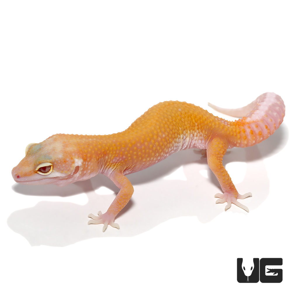 Leopard Geckos Archives - UGR Wholesale