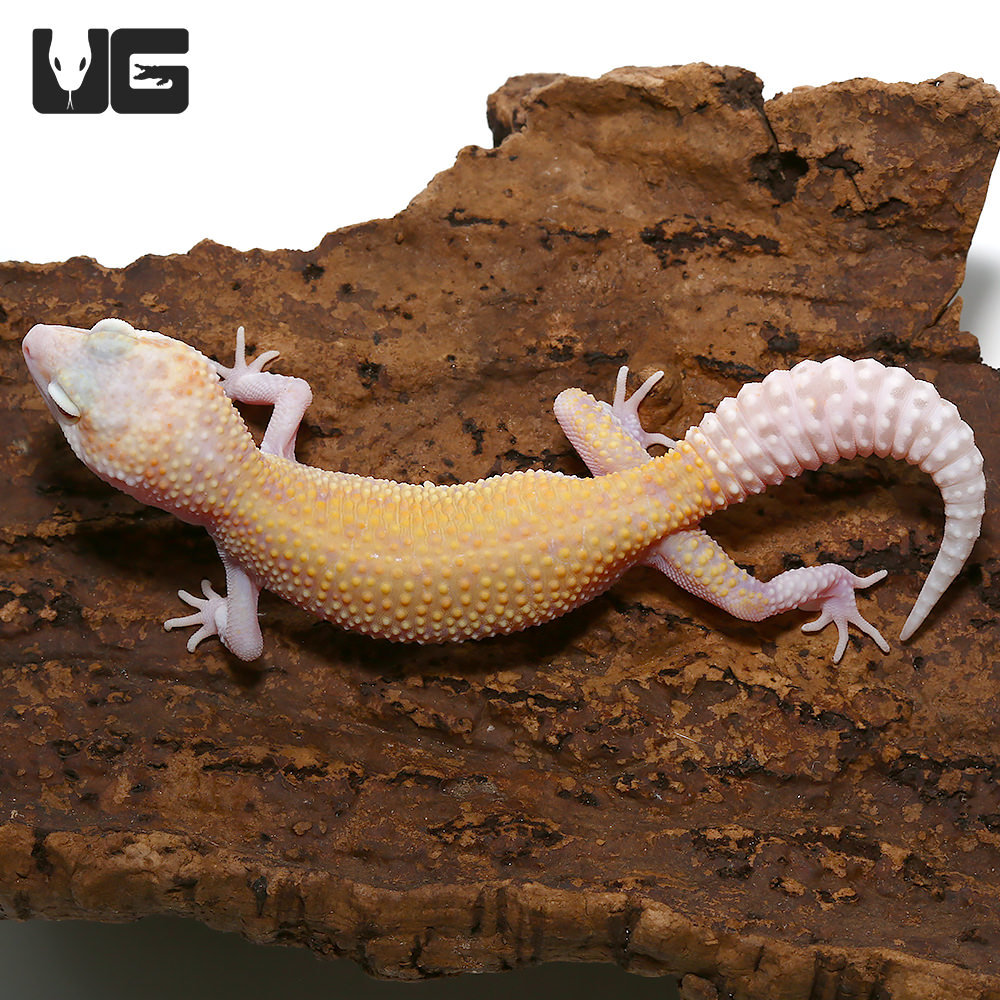 Leopard Geckos Archives - UGR Wholesale